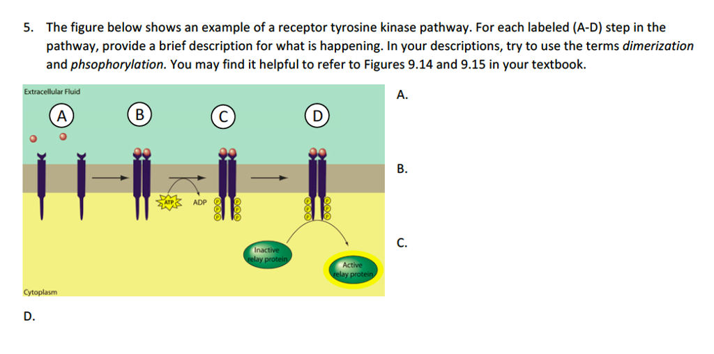 Dimerization Of Tyrosine Receptors