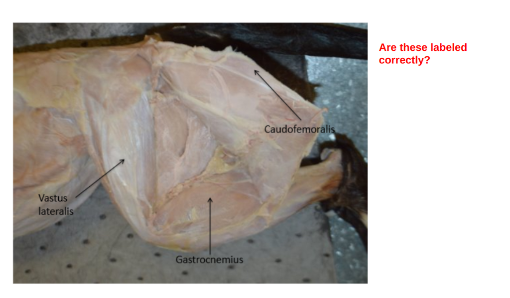 Solved Are these diagrams labeled correctly? On each image | Chegg.com