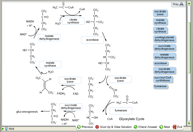 Solved Animals cannot convert fatty acids into | Chegg.com
