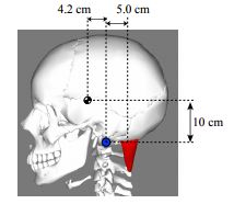 Solved 7. The main muscles that hold your head upright | Chegg.com