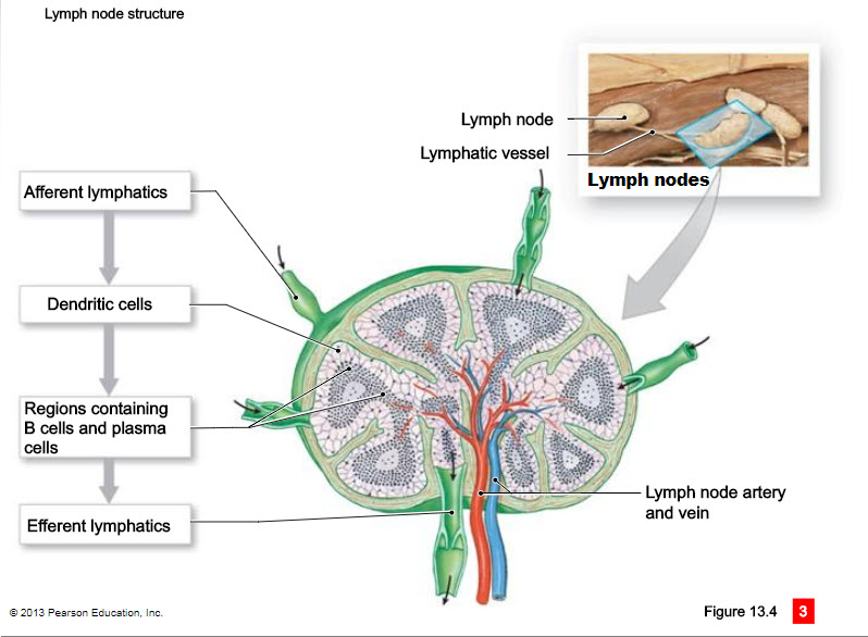 Solved Identify the dominant cell type in the area labeled | Chegg.com
