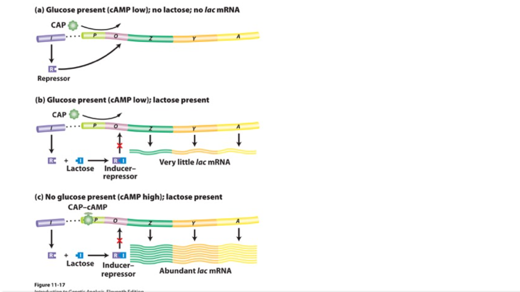 Solved (a) Glucose present (CAMP low); no lactose; no lac | Chegg.com