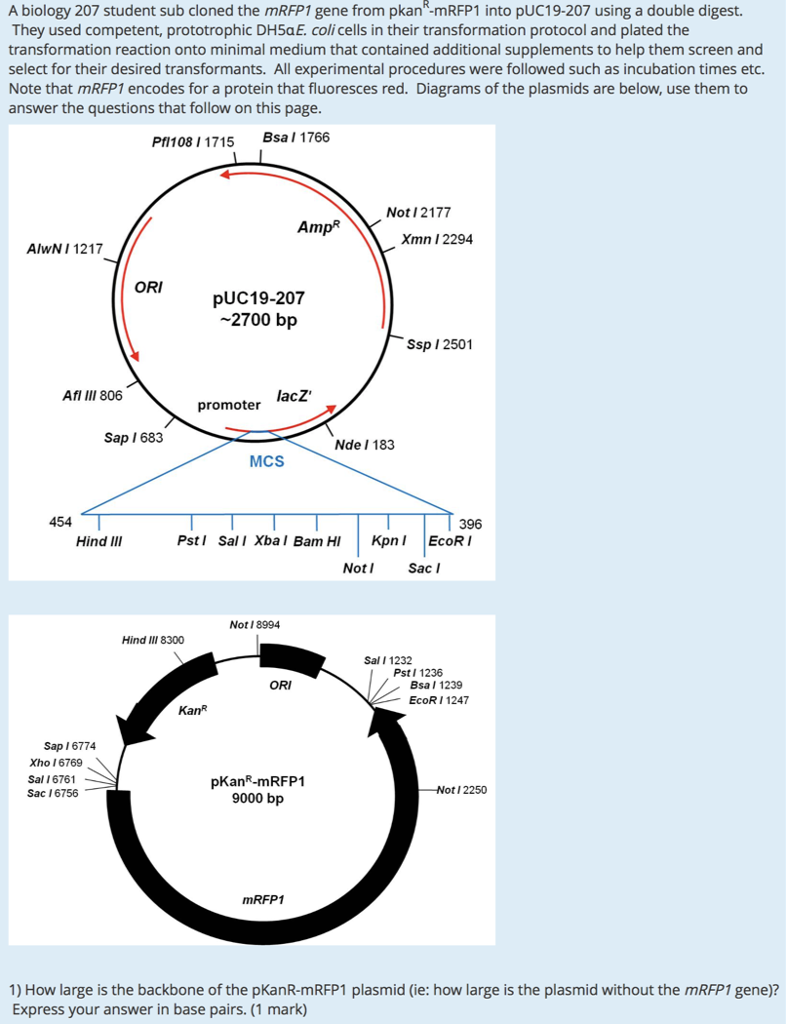 Solved What percent of the mRFP1 containing pUC19-207 | Chegg.com