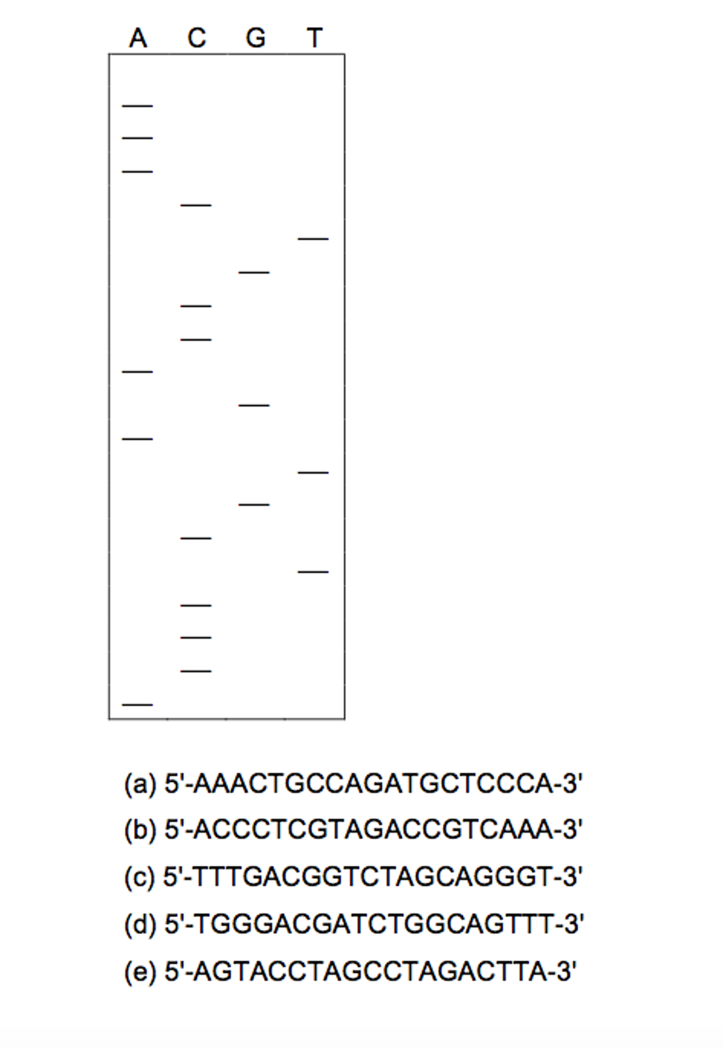 Solved DNA sequencing. Read the sequencing gel below | Chegg.com