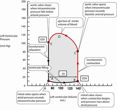 Solved Refer to the Pressure-volume loop of the cardiac | Chegg.com