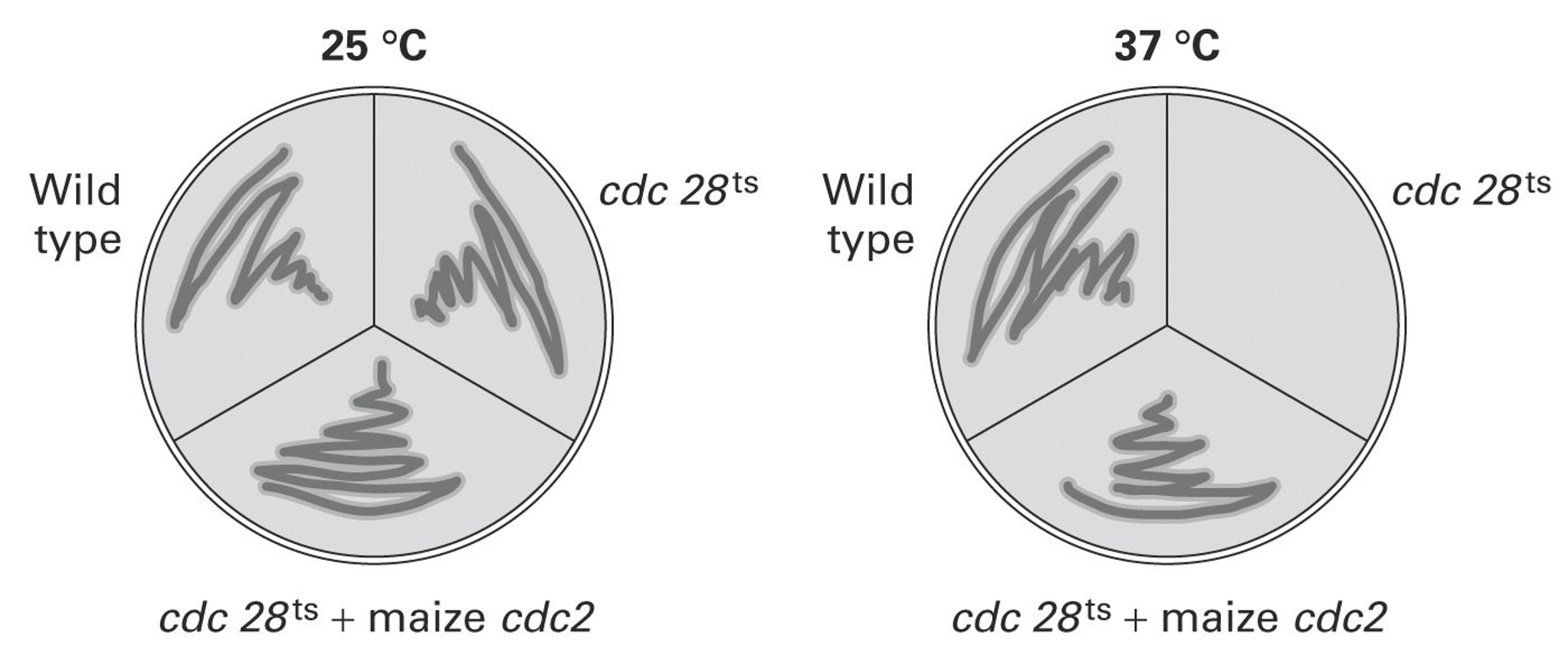 Solved A complementation experiment was performed with S. | Chegg.com