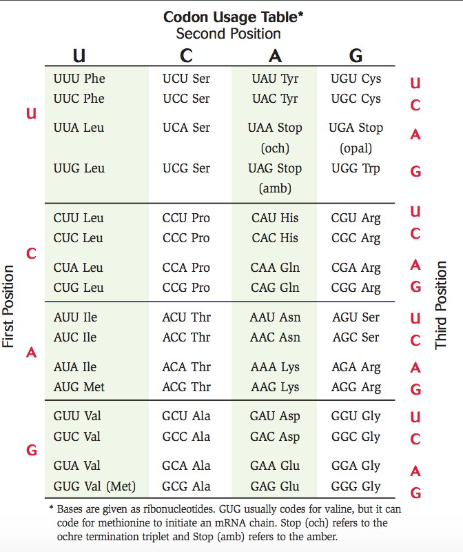 Solved Human GCK atg ctg gac gac aga gcc agg atg gag gcc gcc | Chegg.com