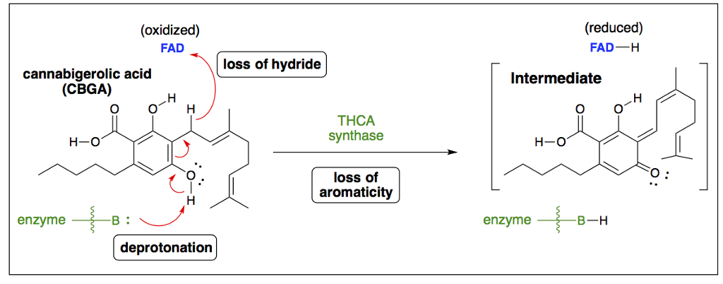 Solved Background: The enzyme THCA synthase catalyzes the | Chegg.com