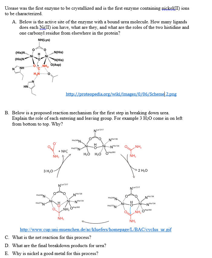 Solved Urease was the first enzyme to be crystallized and is | Chegg.com