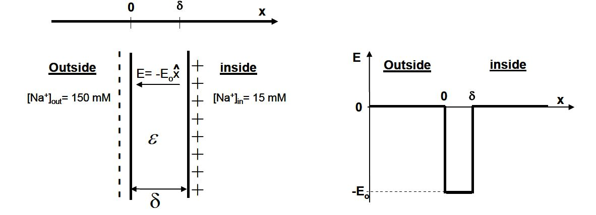 Solved A magnified section of a cell membrane, which is | Chegg.com