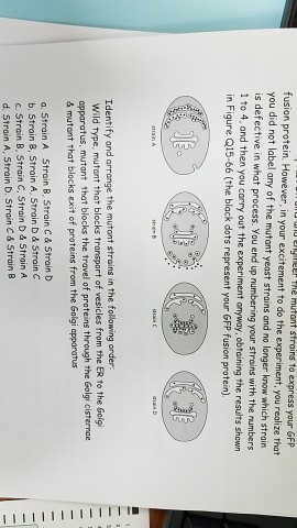 Solved c. Cistern, cis face and trans face d, cis face, | Chegg.com