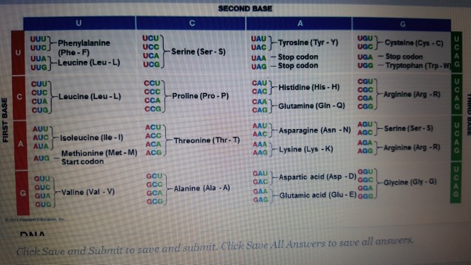 Solved Above is a segment of double-stranded DNA. Each of | Chegg.com