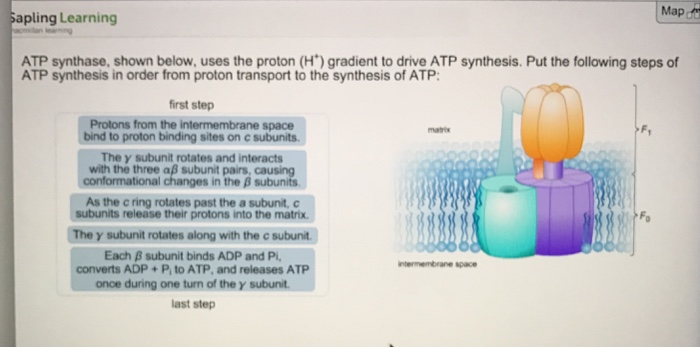 Solved ATP synthase, shown below, uses the proton (H^+) | Chegg.com