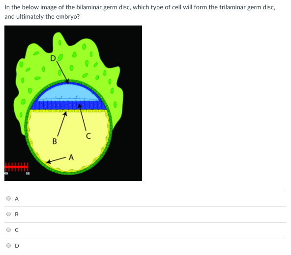 Trilaminar Embryonic Disc
