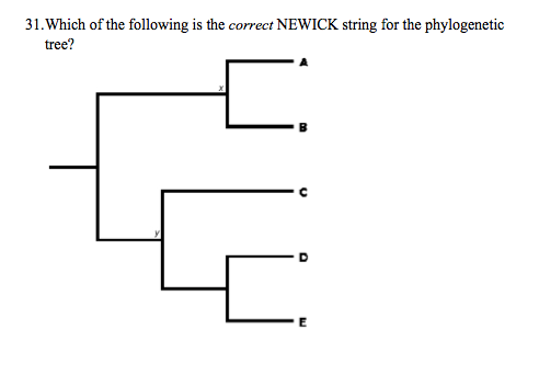 Solved 31.Which of the following is the correct NEWICK | Chegg.com