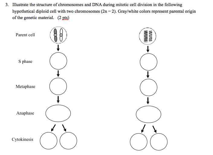 Solved 3. Illustrate the structure of chromosomes and DNA | Chegg.com