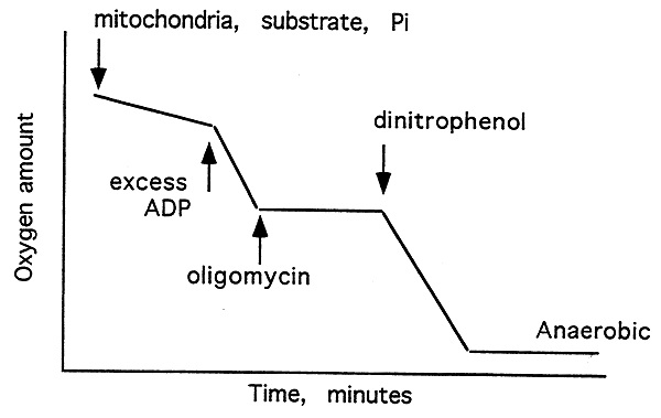 Solved Oxygen consumption by isolated mitochondria can be | Chegg.com