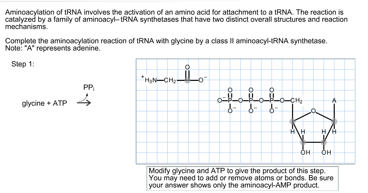 Solved Aminoacylation of tRNA involves the activation of an | Chegg.com