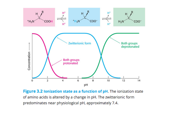 Solved Ht H3N COO too H2N coO Ht H' Zwitterionic form Both | Chegg.com