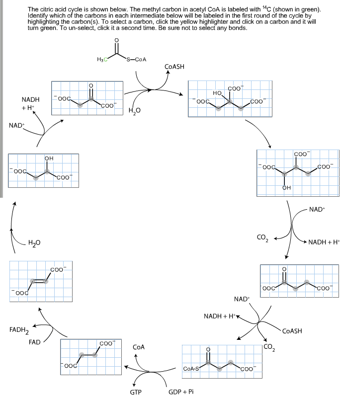 Solved The citric acid cycle is shown below. The methyl | Chegg.com