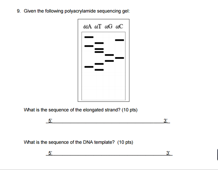 Solved 9. Given the following polyacrylamide sequencing gel: | Chegg.com