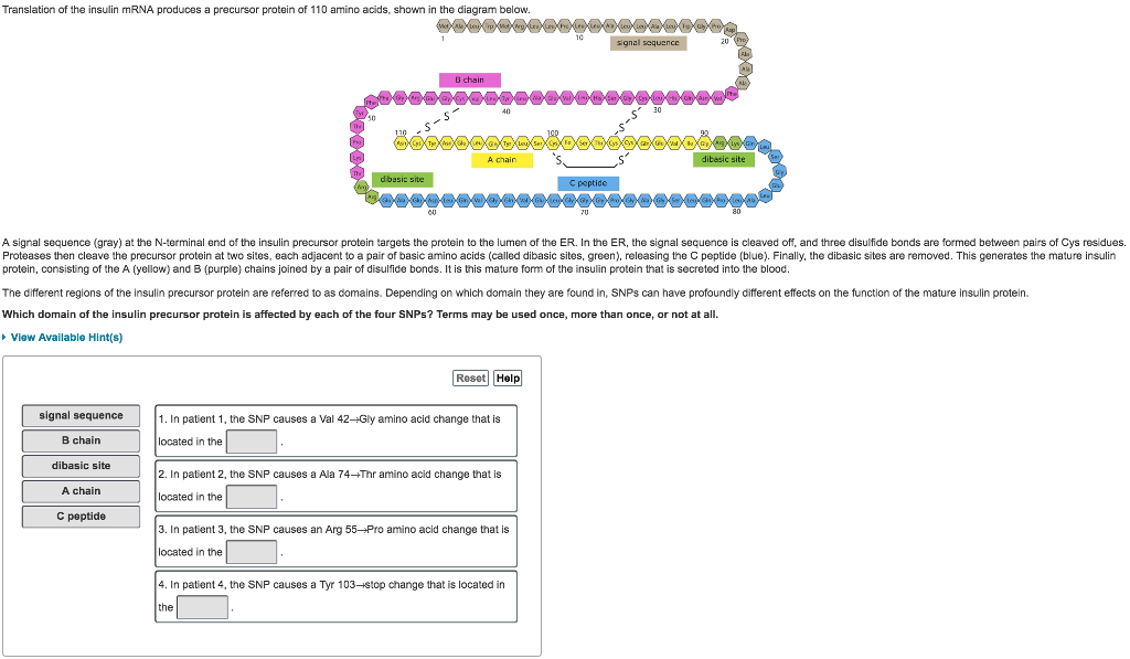 Solved: Translation Of The Insulin MRNA Produces A Precurs... | Chegg.com