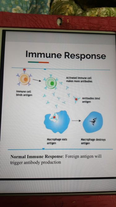 Solved Immune Response Activated immune cell makes more | Chegg.com