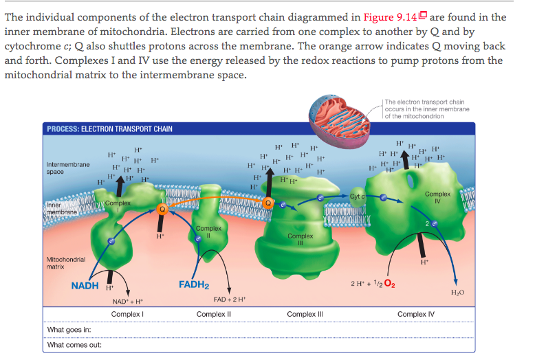 Electron Transport Chain Complex 1