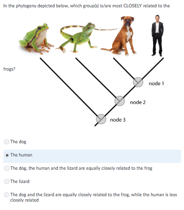 Solved In the phylogeny depicted below, which groupls) | Chegg.com