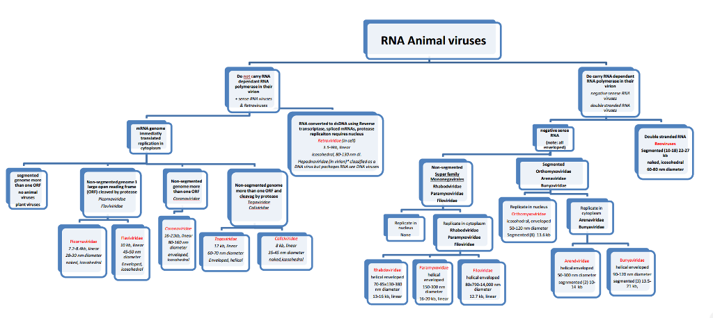 Solved RNA Animal Virus Carry RNA dependant RNA polymerase | Chegg.com
