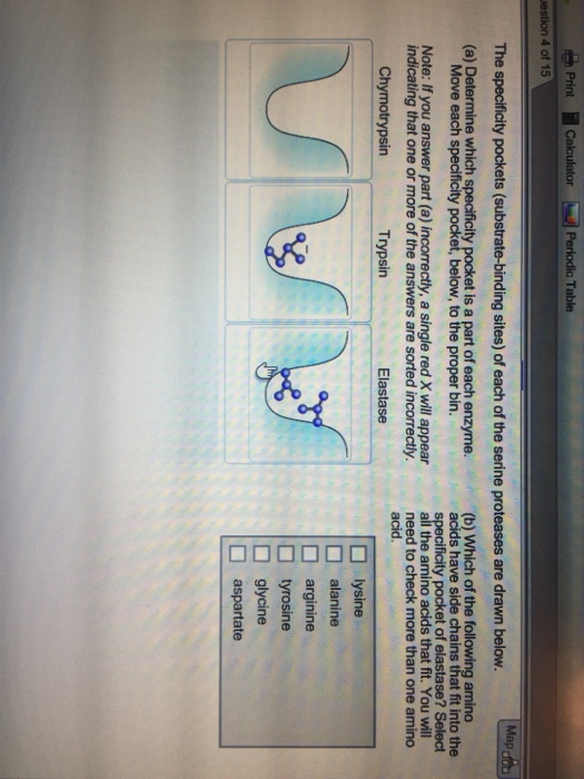 Solved The specificity pockets (substrate-binding sites) of | Chegg.com