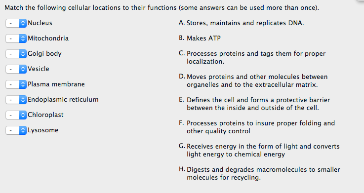 Solved Match the following cellular locations to their | Chegg.com