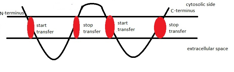 Solved Draw the ER phospholipid bilayer (label cytosolic | Chegg.com