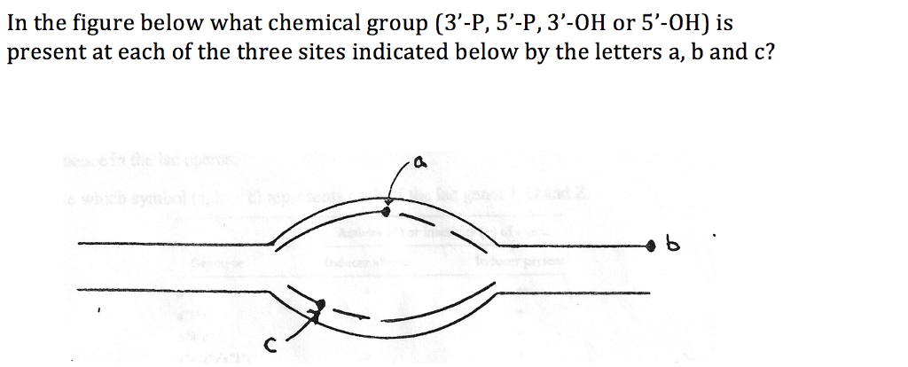Solved In the figure below what chemical group (3'-P, 5'-P, | Chegg.com
