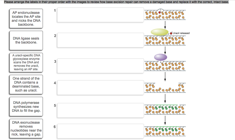 Solved Please arrange the labels in their proper order with | Chegg.com