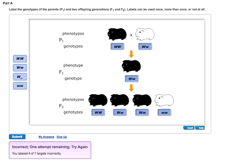 Solved Part A Label the genotypes of the parents (P1) and | Chegg.com
