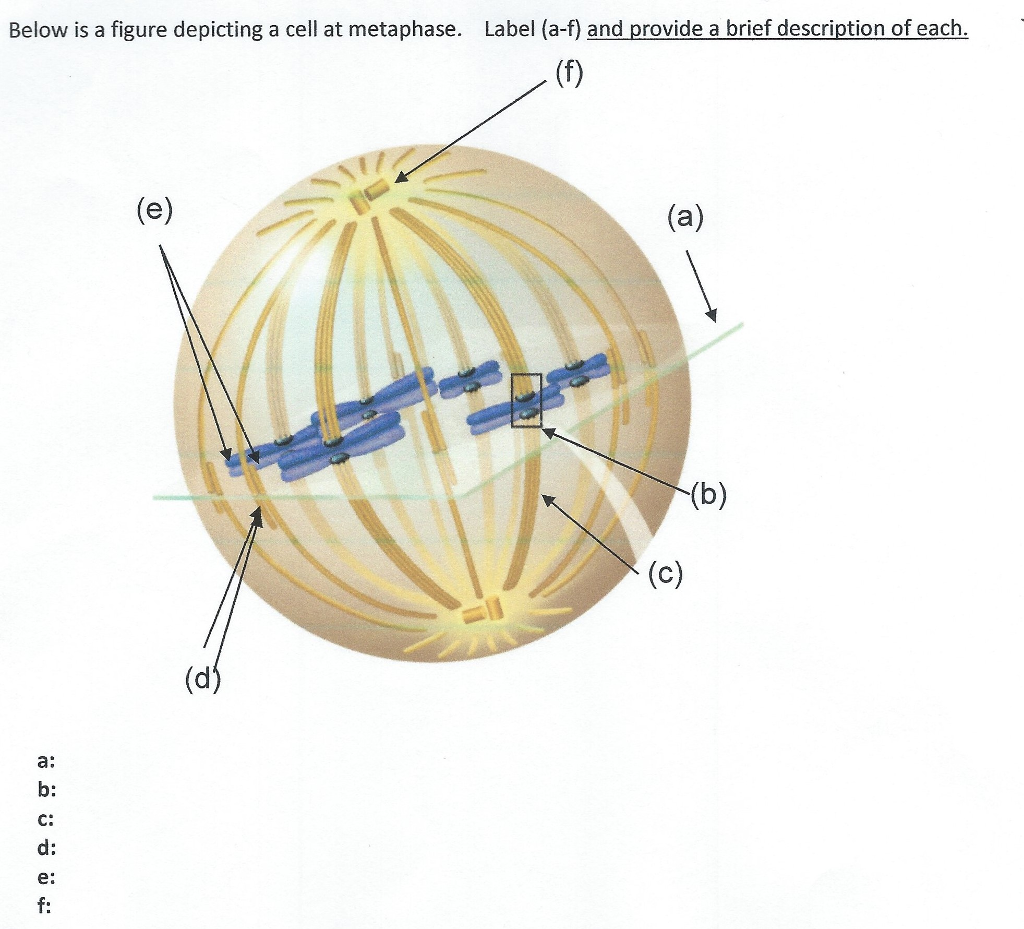 Solved Below is a figure depicting a cell at metaphase. | Chegg.com
