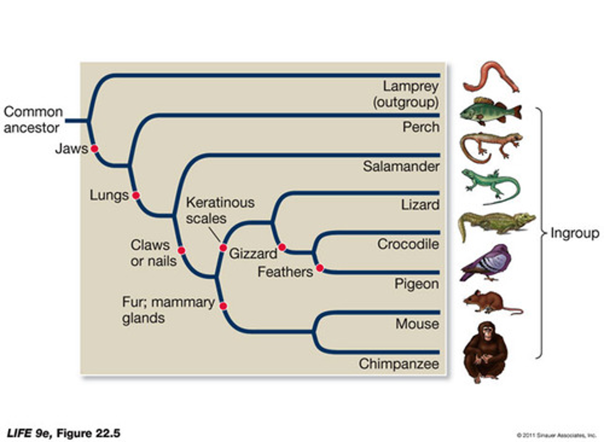 Solved 32. In the above phylogeny which of the following is | Chegg.com