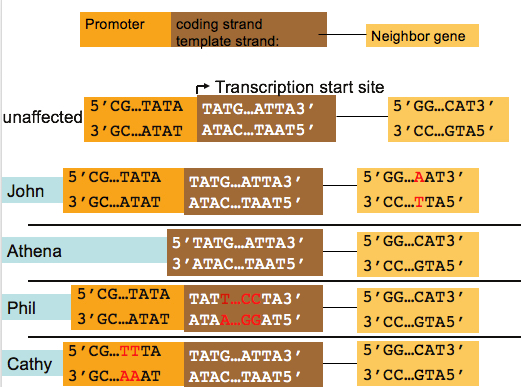Solved Below there is atest of the FOXP2 DNA sequences of | Chegg.com