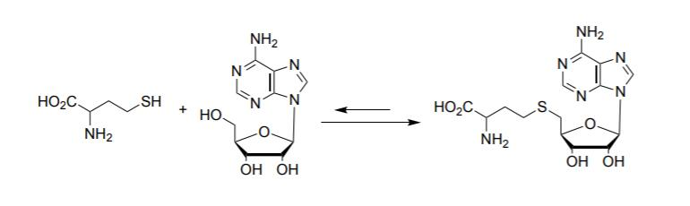 Solved NH2 NH2 HO2C SH +HO NH2 NH2 OH OH OH OH | Chegg.com
