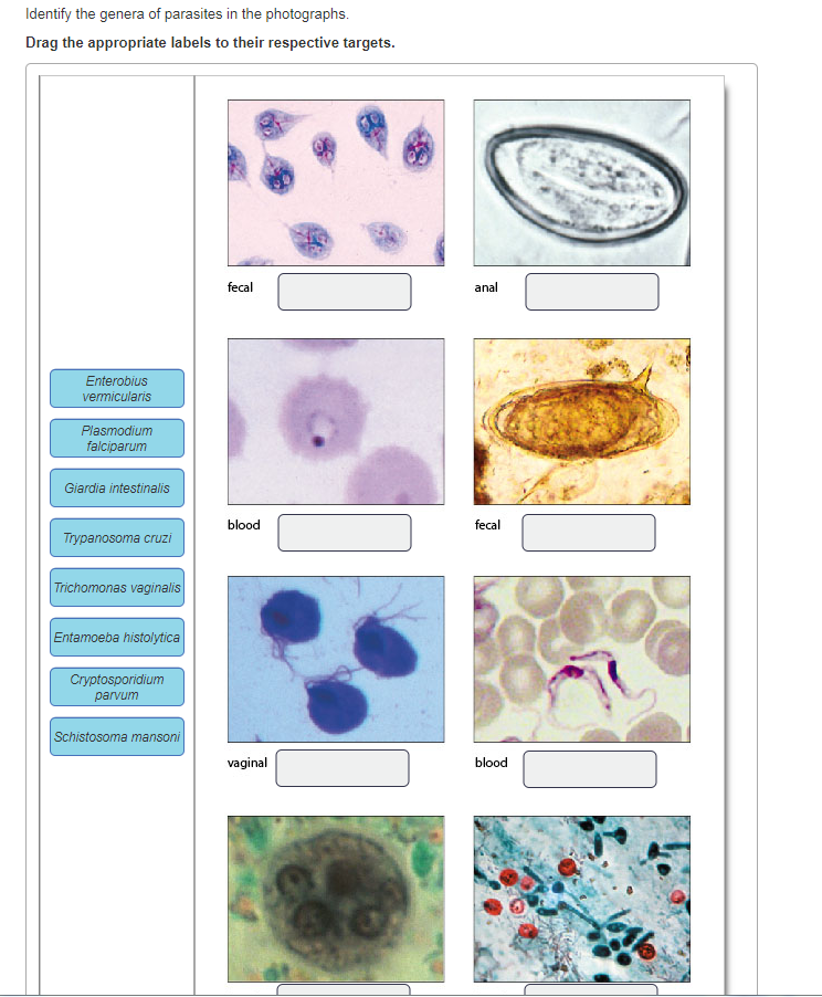 Solved Identify the genera of parasites in the photographs. | Chegg.com