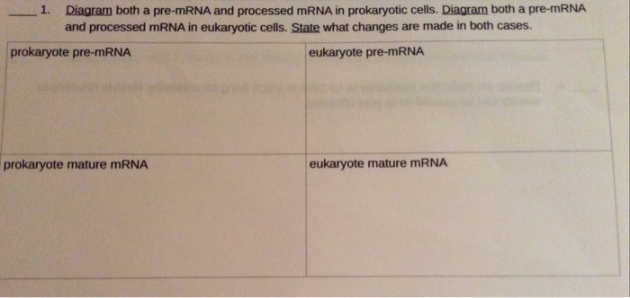 Solved Diagram both a pre-mRNA and processed mRNA in | Chegg.com