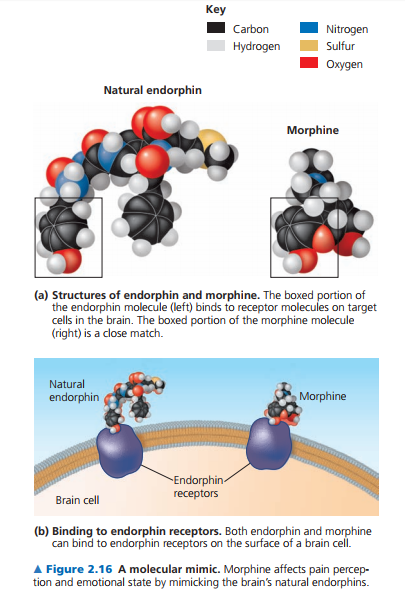 Solved 1. Explain why carbon is such a unique atom. Include | Chegg.com