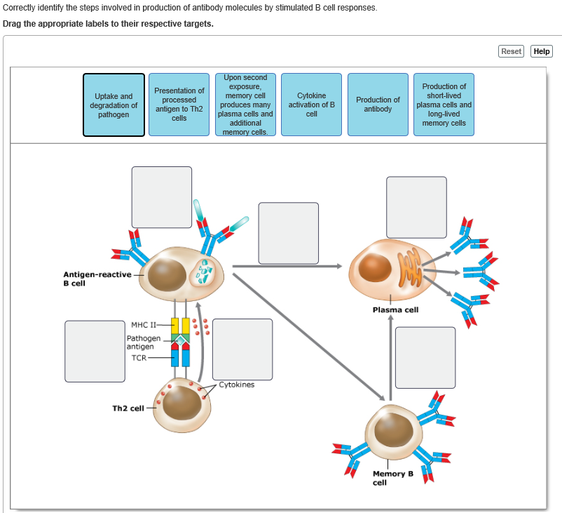 Solved Correctly identify the steps involved in production | Chegg.com