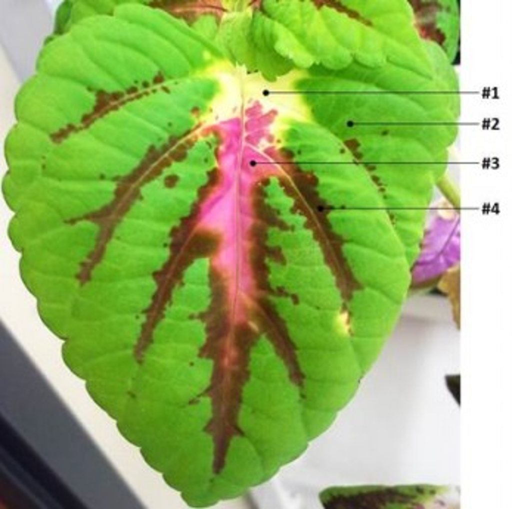 Solved Shown below is the variegated leaf of a coleus plant. | Chegg.com