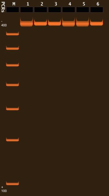 Solved Pcr Lab Analysis Analysing Pcr Reactions 1