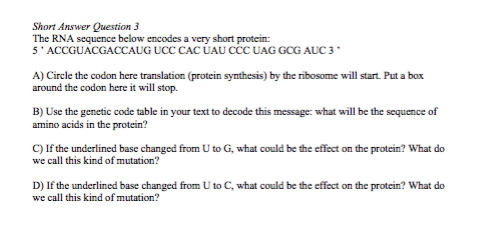 Solved The RNA sequence below encodes a very short protein: | Chegg.com