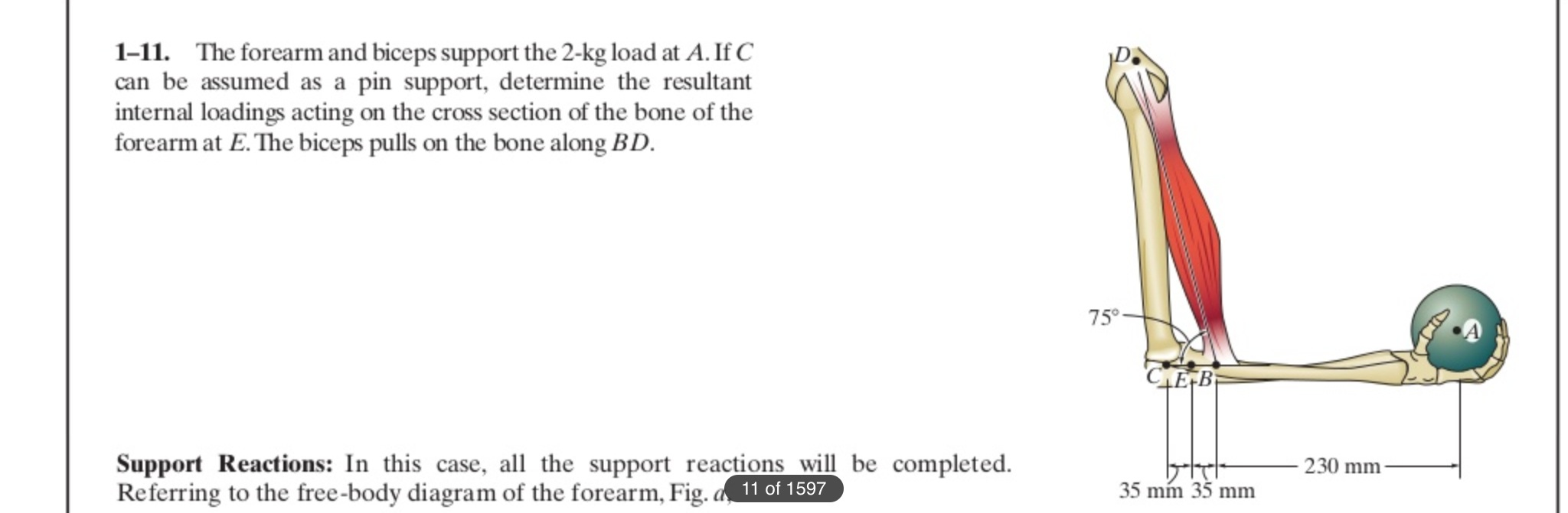 Solved The forearm and biceps suport the 2-kg load at A. If | Chegg.com