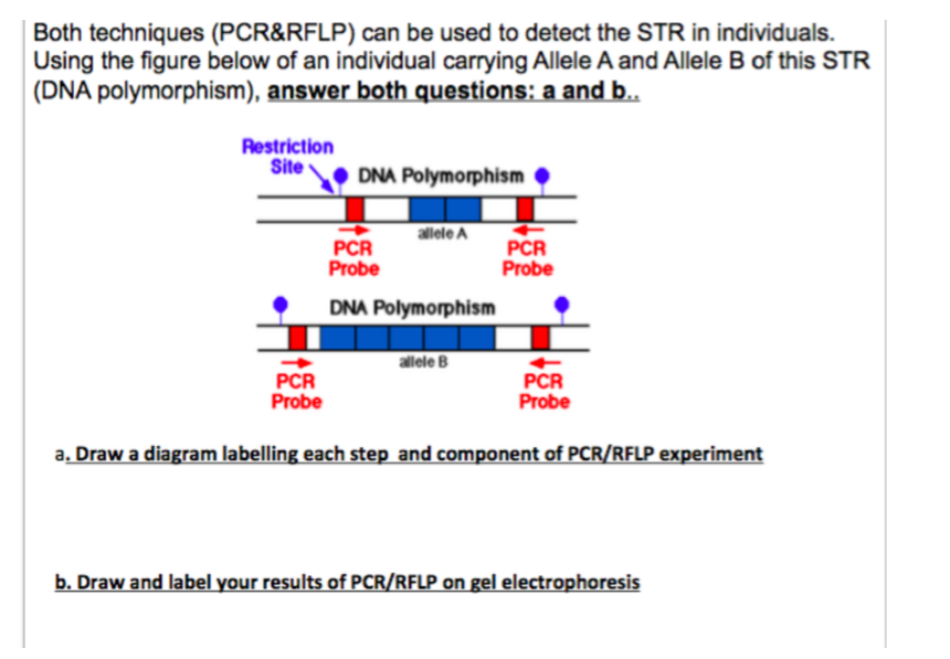 Solved Both techniques (PCR&RFLP) can be used to detect the | Chegg.com