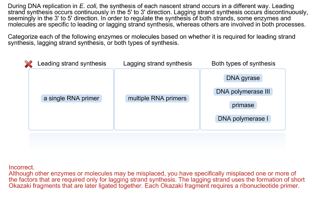 Solved During DNA replication in E. coli, the synthesis of | Chegg.com
